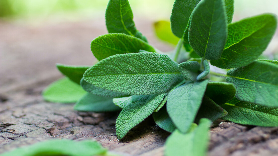 Salbei: ein unterschätztes Multitalent? - PTAheute