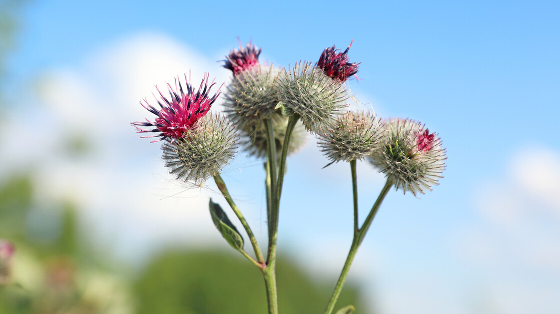 Der besondere Rückblick: Wie eine Klette - PTAheute