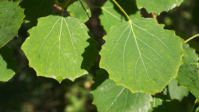 Pappel – bei rheumatischen Beschwerden - PTAheute