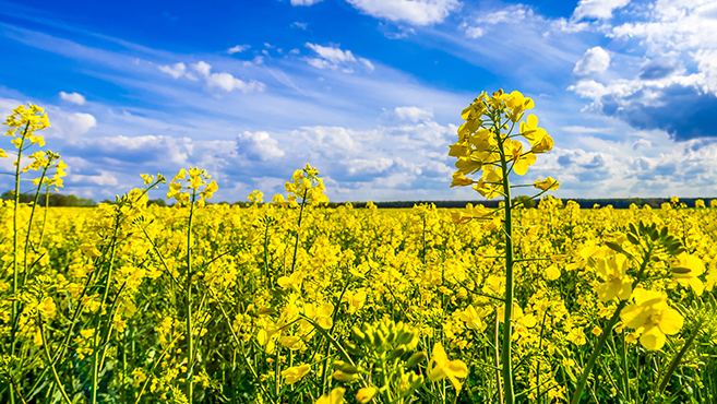 Ernährung: Raps und Ackerbohne – besser als Soja? - PTAheute