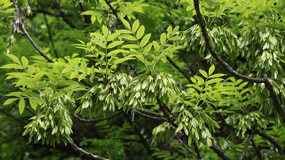 Esche – traditionelles Antiphlogistikum - PTAheute